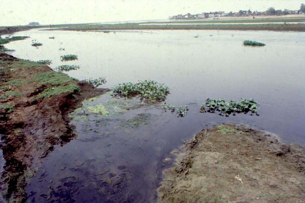 दूषित हो रही सतलुज, कीरतपुर साहिब से निकले घरेलू कचरे का नदी में किया ...
