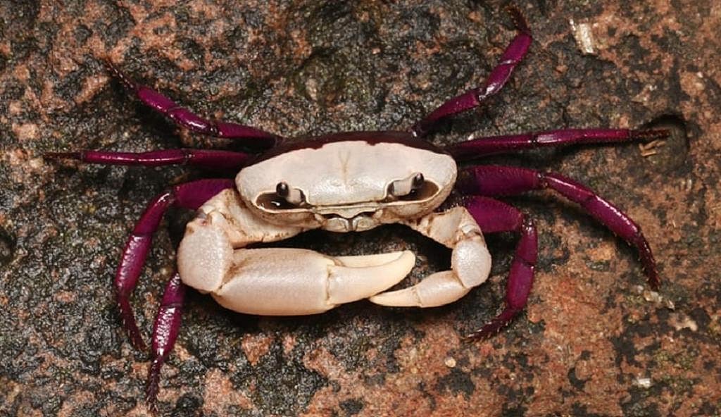 Freshwater crab species with striking colours found in Western Ghats