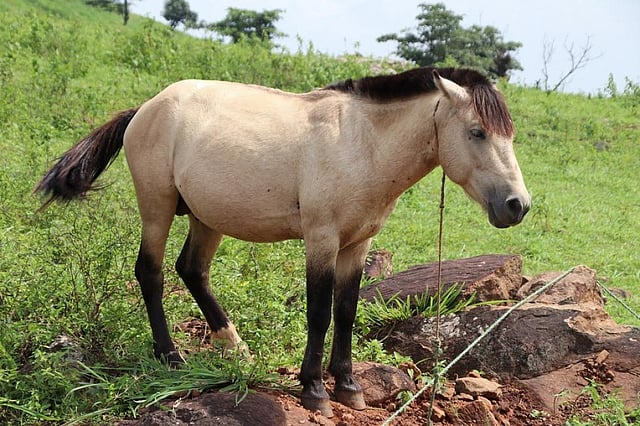 In pictures: These unique ponies in Odisha need to be conserved