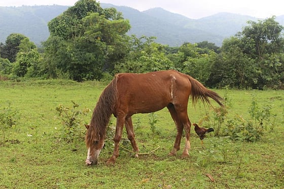 In pictures: These unique ponies in Odisha need to be conserved