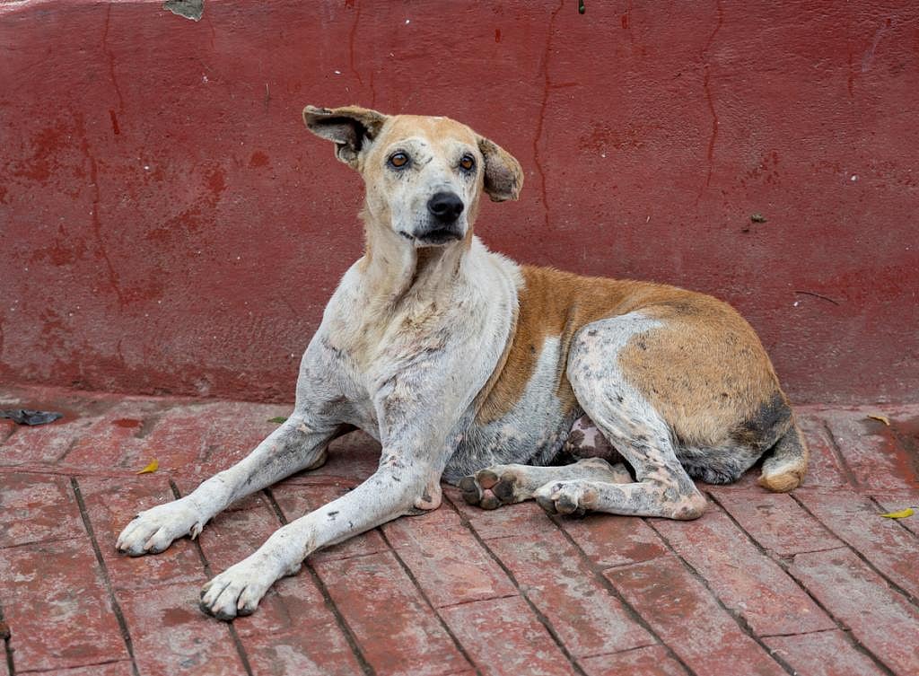 Rabies deaths in Kerala despite vaccinations raises concerns