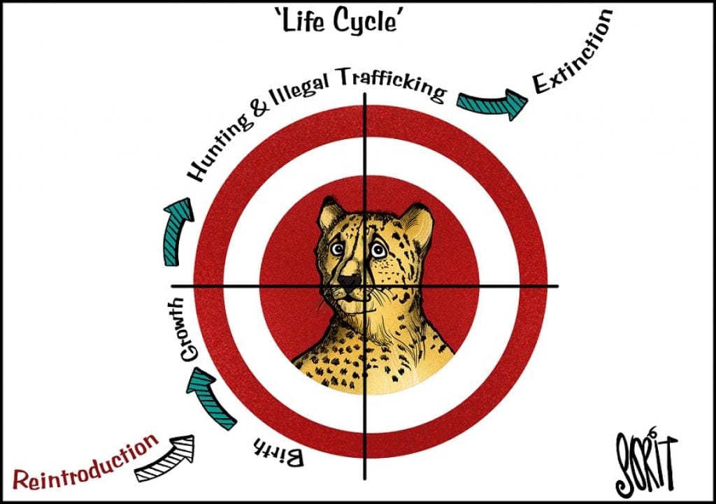 Cheetah Animal Life Cycle