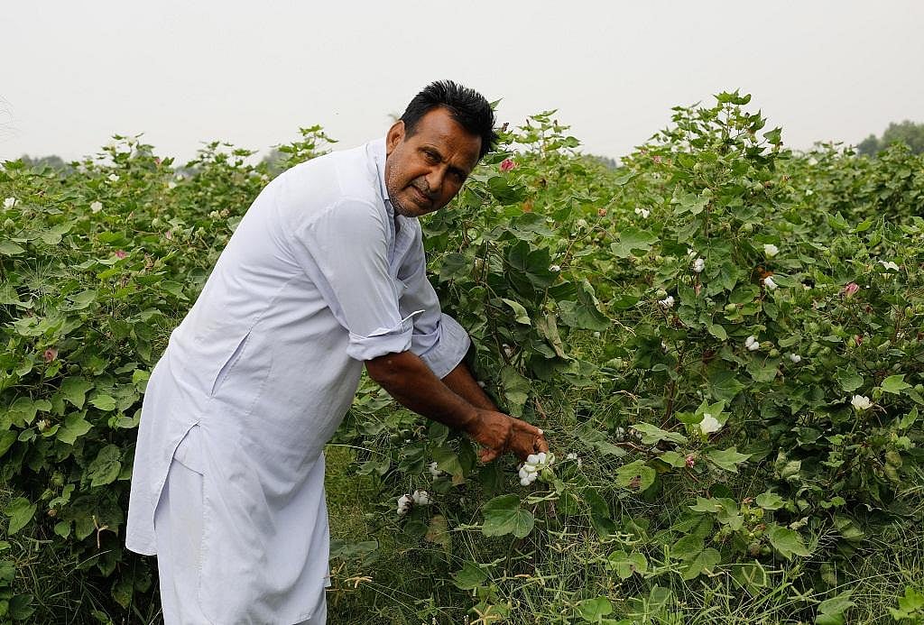 White fly attack, untimely rains and drought; Rajasthan farmers stare at losses