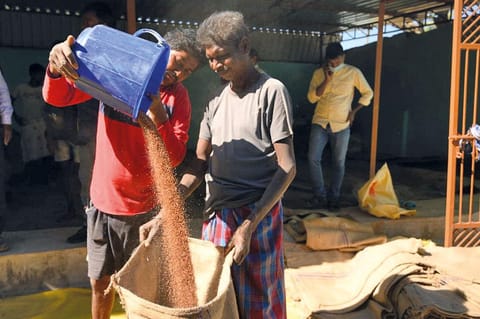 Millet might: Here is how Odisha can succeed in reviving these cereals ...