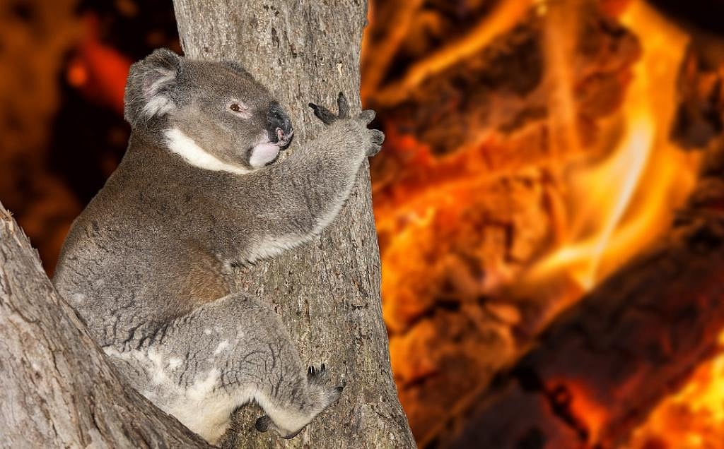 Australia to make efforts at saving koalas, 108 other ‘priority species ...