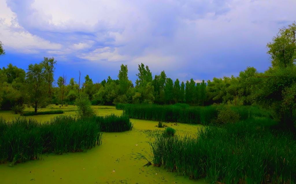 NGT questions clearances; halts mining at Shaliganga Nallah in Kashmir
