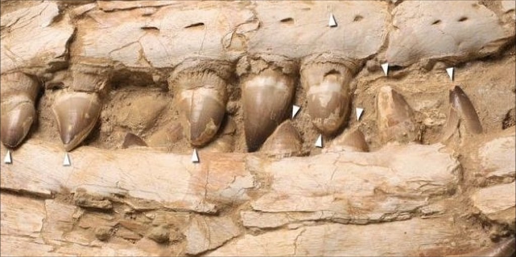 ‘Sea monsters’ were real millions of years ago. New fossils tell about ...