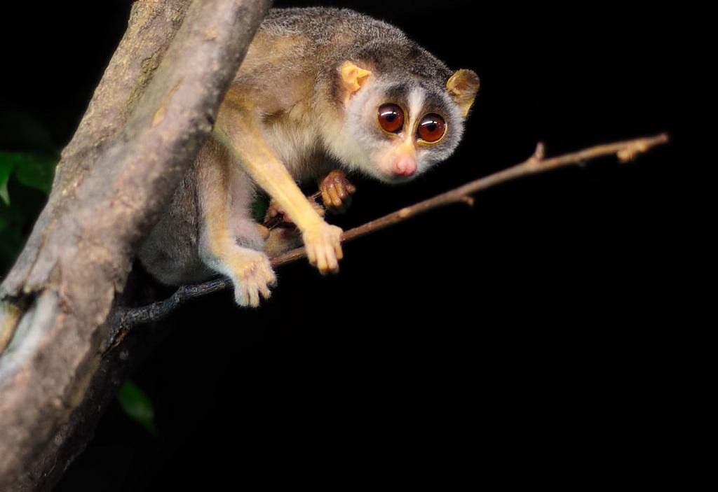 Large chunks of slender loris habitat already lost, need protected ...