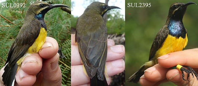 In Pics: New colourful, tropical sunbirds found in Indonesia