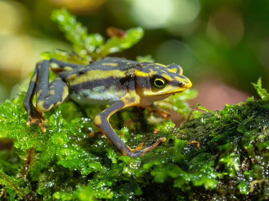 Back from the dead! ‘Extinct’ frog species make a comeback