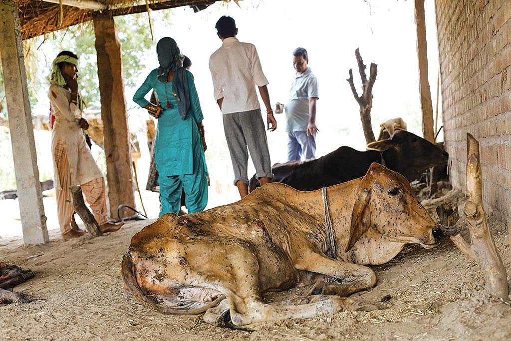Climate change is making livestock susceptible to diseases; here is how