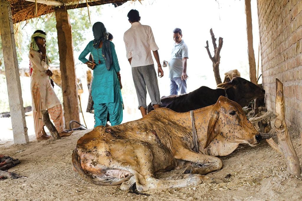 Climate change is making livestock susceptible to diseases; here is how