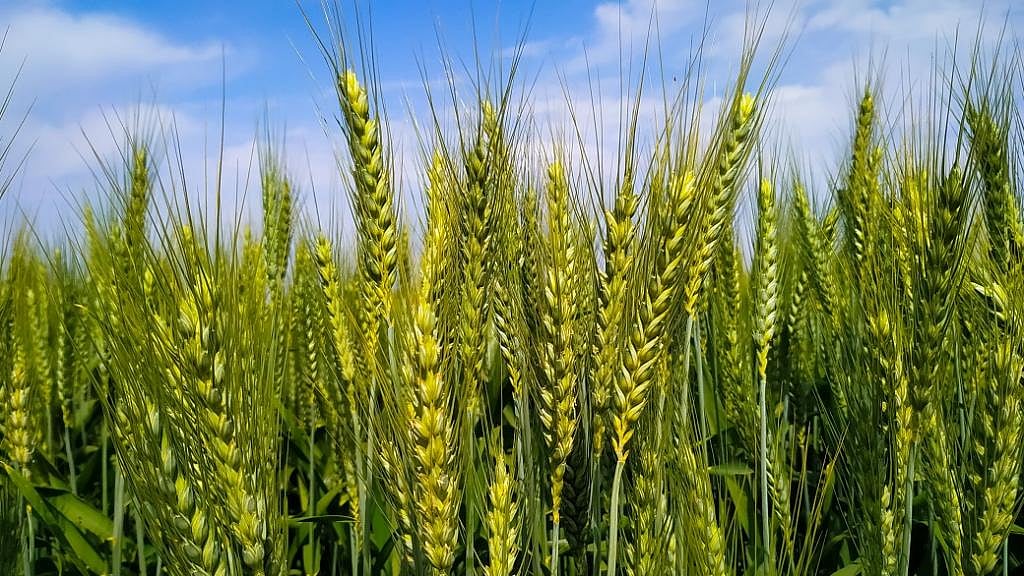 Scientists discover new drought-resilient wheat gene, suitable for ...