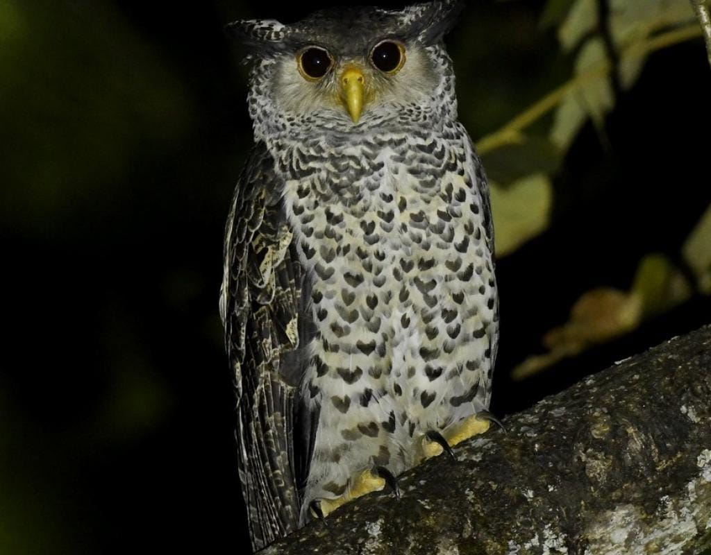 Bird watchers record over 200 bird species in Chhattisgarh’s Kanger ...