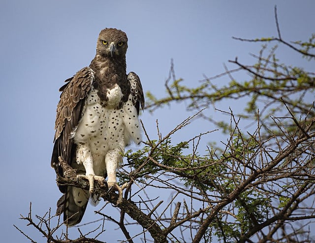A dangerous pesticide isn’t being monitored in key bird of prey ...