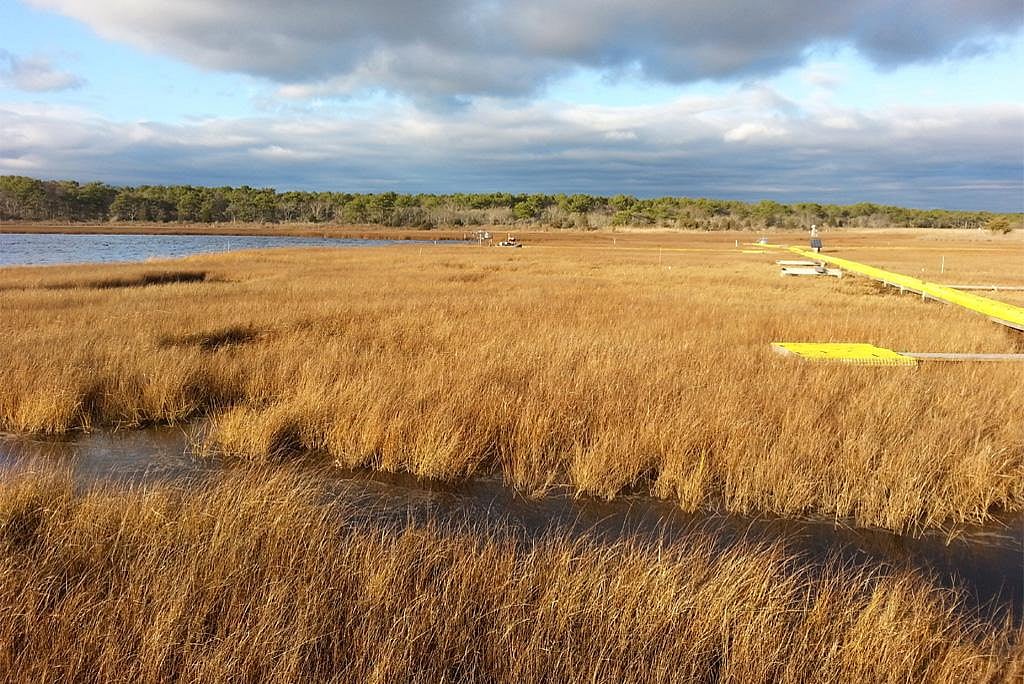 जैसे-जैसे तापमान बढ़ता है,कम दलदल अधिक दलदल की तुलना में ज्यादा कार्बन ...
