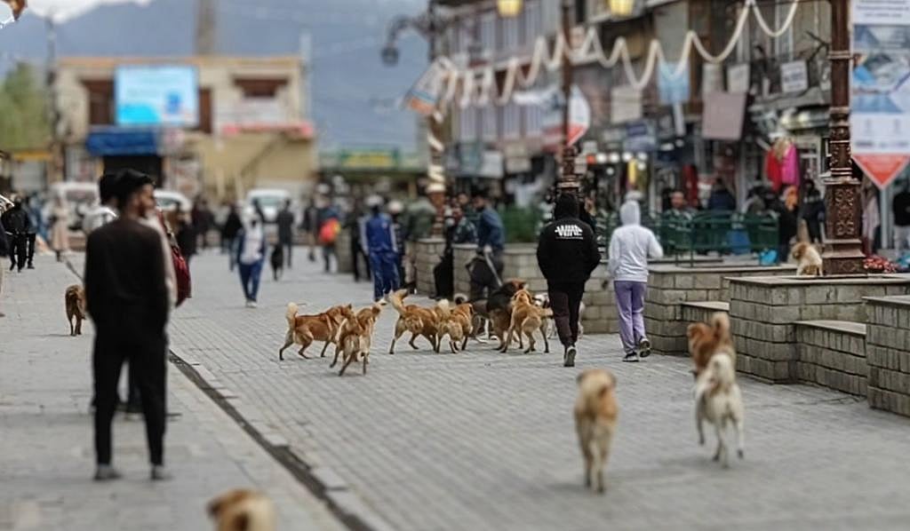 Free-ranging dogs: Official population control programme is failing in ...