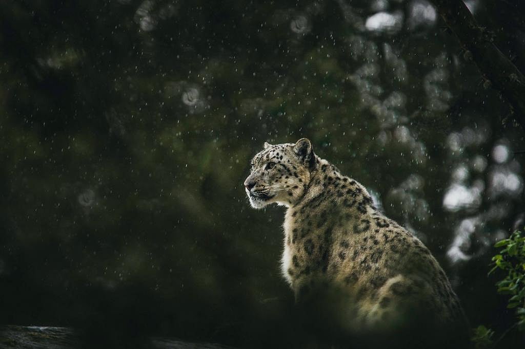 Children born today will see literally thousands of animals disappear ...