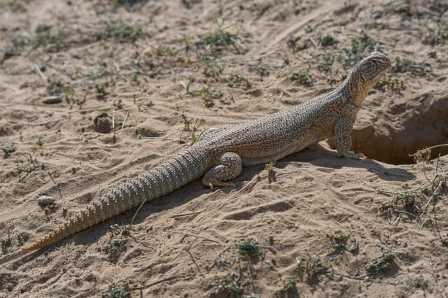 Meet the colour-changing, herbivorous spiny-tailed lizard