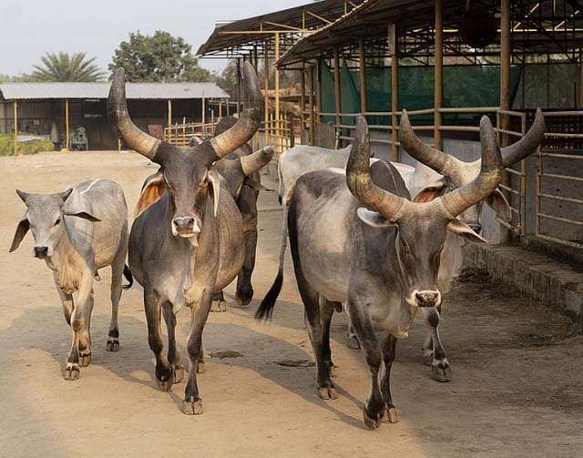 India now has 212 indigenous livestock breeds after ICAR-NBAGR ...
