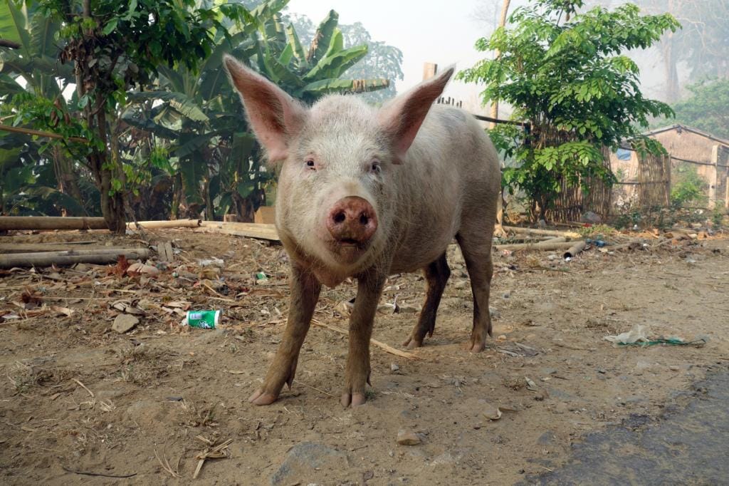 African Swine Fever scare: 700 pigs culled in Damoh, Madhya Pradesh