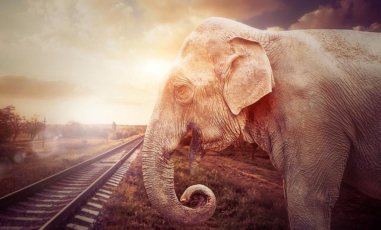 73 elephants, 4 lions run over by trains in 4 years along with 63,000 ...