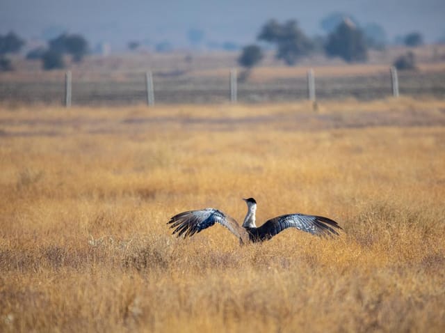 Great Indian bustard in pics: Mighty, but critically endangered