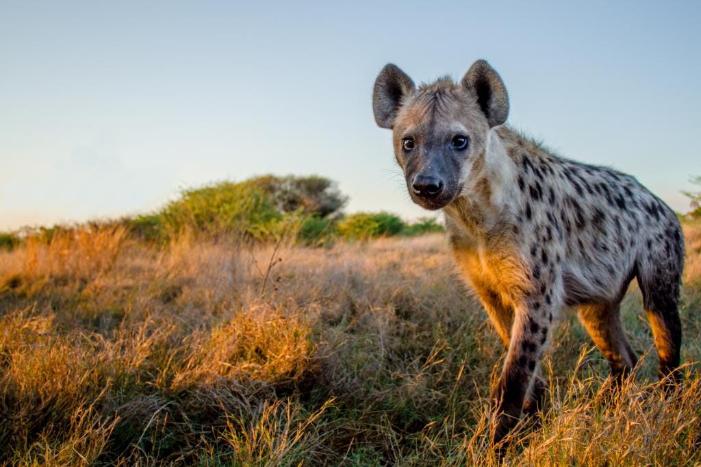 Spotted hyenas all sound different when they call — they can tell ...