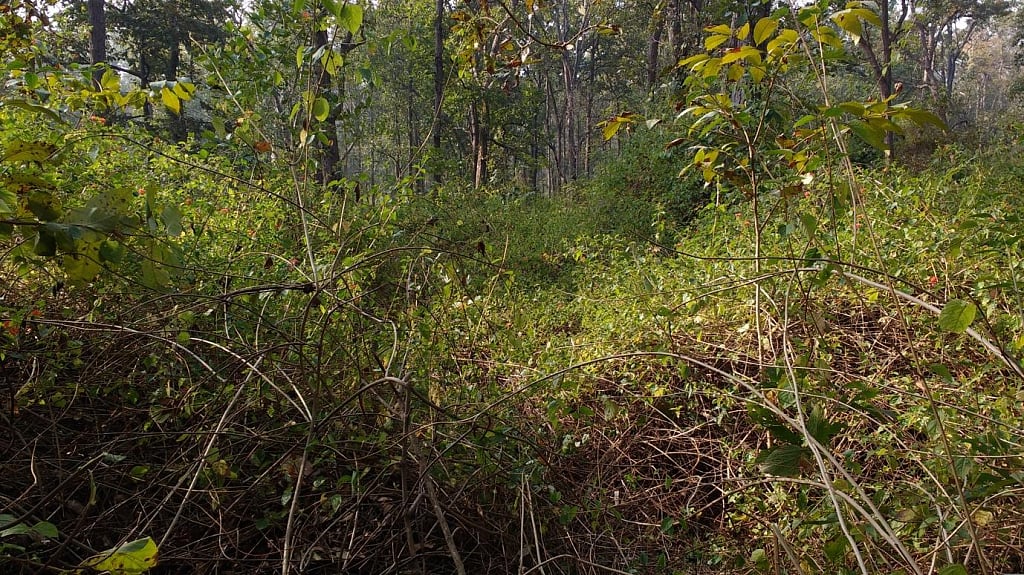 Alien plants growing together threatening tiger habitats: Study