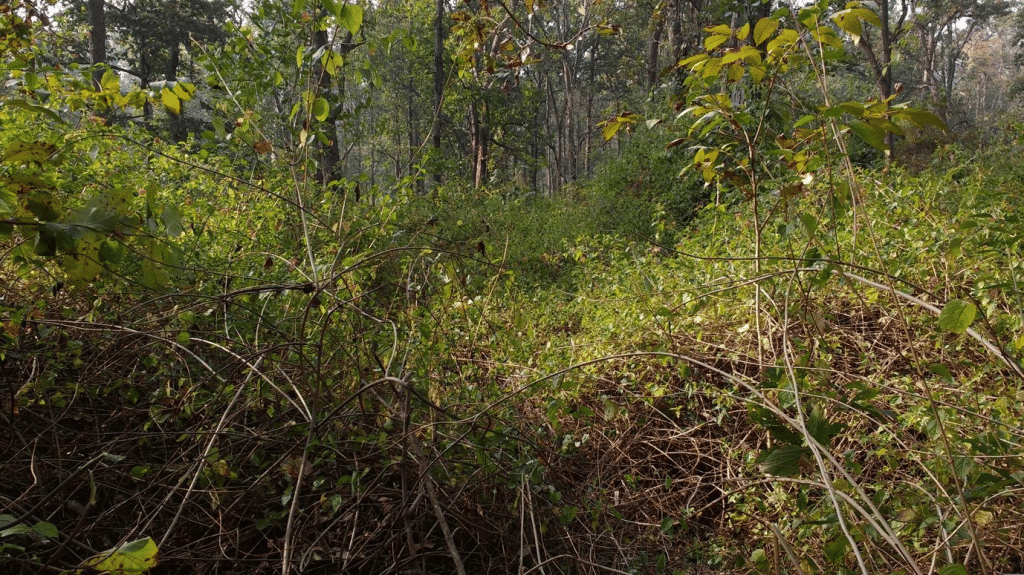 Alien plants growing together threatening tiger habitats: Study