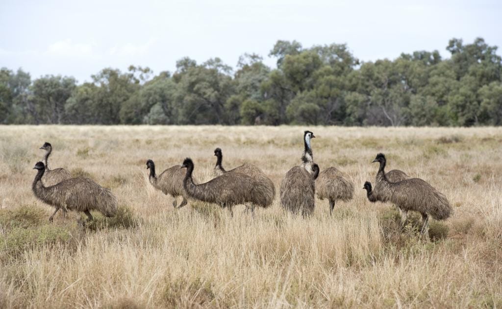 Rewilding Tasmania with emus will be good for the island state’s ecosystems