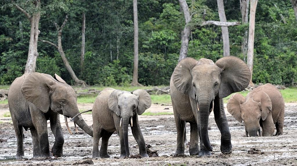 Save Africa’s forest elephants if you want the Congo rainforest to ...