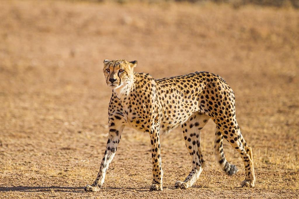 Finally, pact to bring 12 cheetahs from South Africa signed