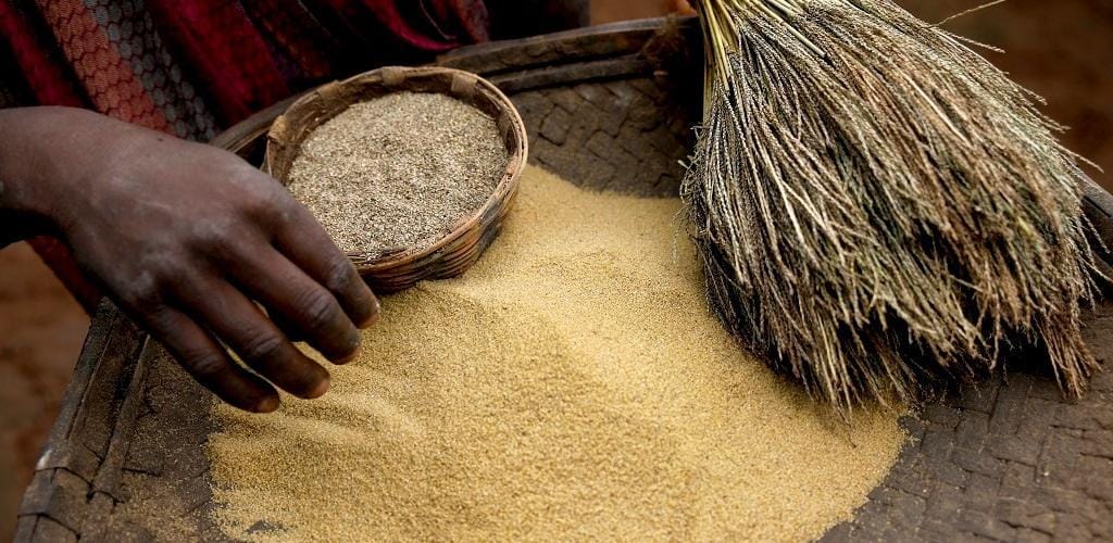 Millets in PDS a game changer for combating malnutrition, climate change