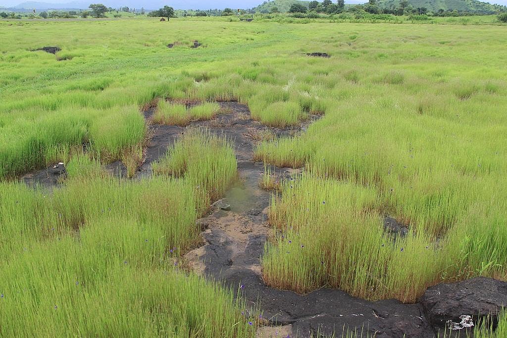 Pune researchers discover rare low-basalt plateau with 76 plant species ...