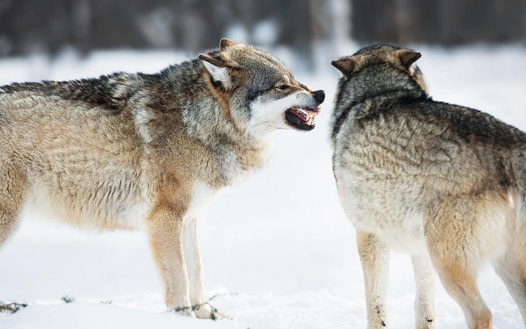 Politics over science: Experts slam Sweden’s wolf cull; say it should ...