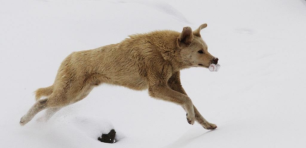 Why are humans clueless in dealing with the dog menace