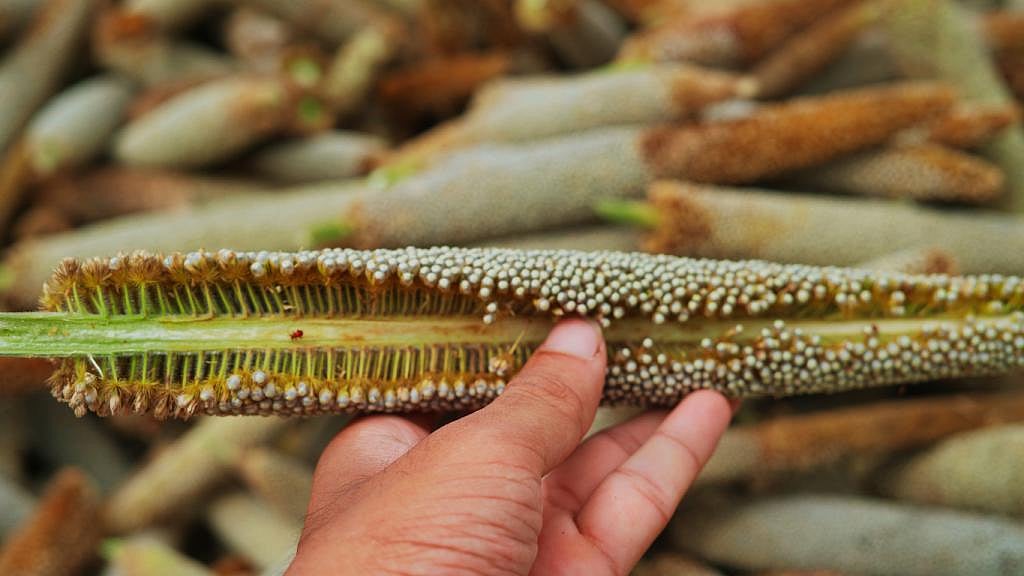 Millets should be mainstreamed for better nutritional outcomes in children