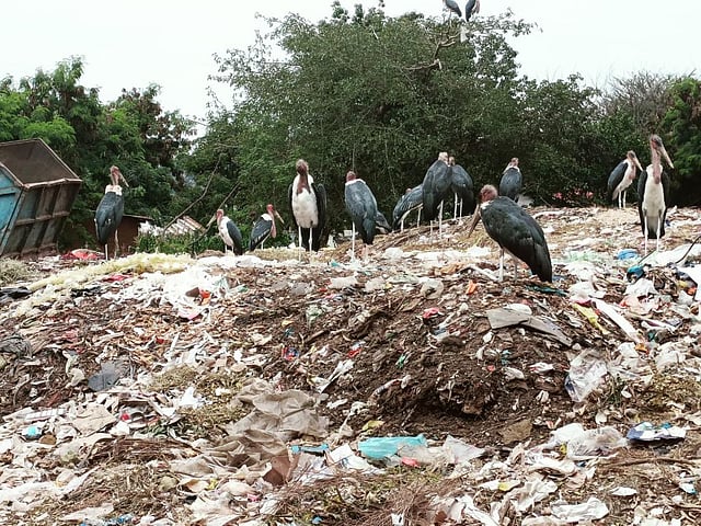 Mismanaged solid waste in Tanzania’s Mwanza city is polluting Lake Victoria