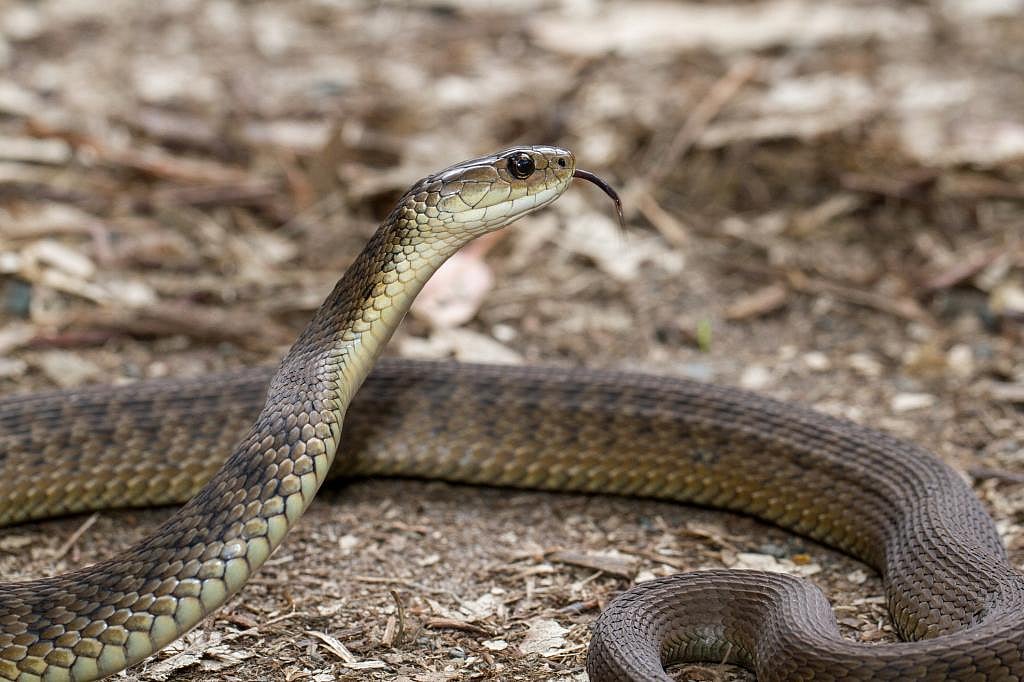 Snakes can hear sound and react to it — this may help prevent snakebites