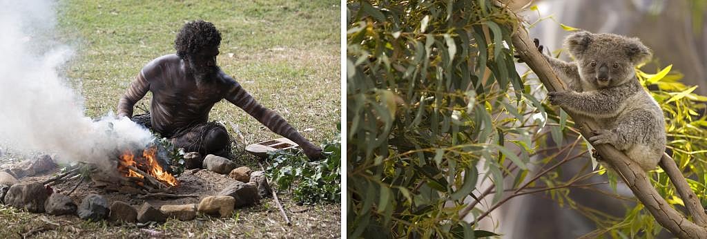 Indigenous knowledge: Australian Aboriginal fire practices can help ...