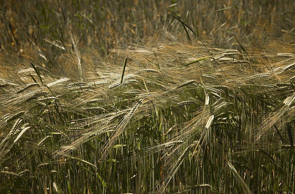 Maharashtra unseasonal rains likely to damage onions, wheat, grapes