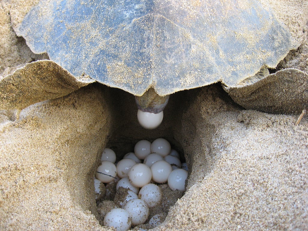 Sea Turtle Laying Eggs