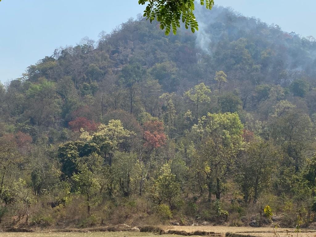 Odisha had half of India’s wildfires on March 13 — & poachers may be to ...