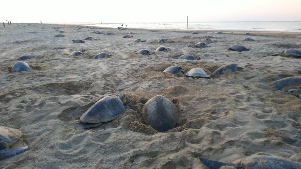 Olive Ridley nesting begins: Over 500,000 turtles lay eggs in 4 days at ...