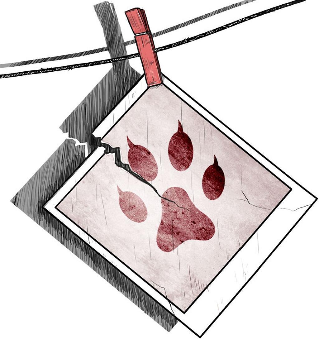 A megafauna bias in India’s carnivore research is hampering the country ...