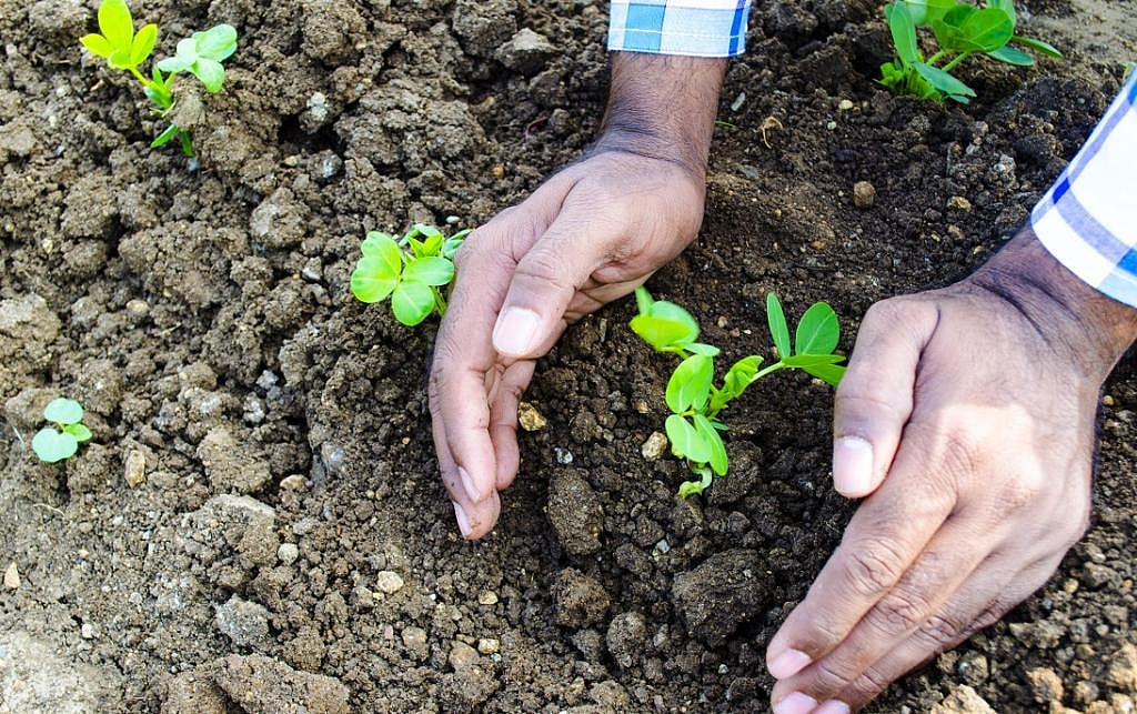 International Day of Forests 2023: Why mass tree plantation drives are ...