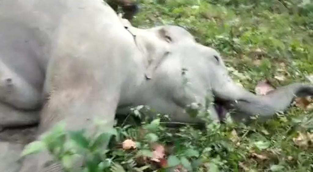 Yes, Army mortar shelling did kill 4 elephants in north Bengal, state ...