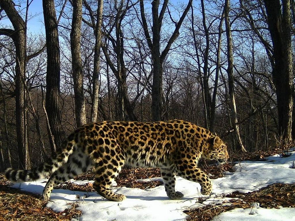 We hope to see Amur leopards back across their historic range in two ...