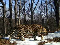 We hope to see Amur leopards back across their historic range in two ...